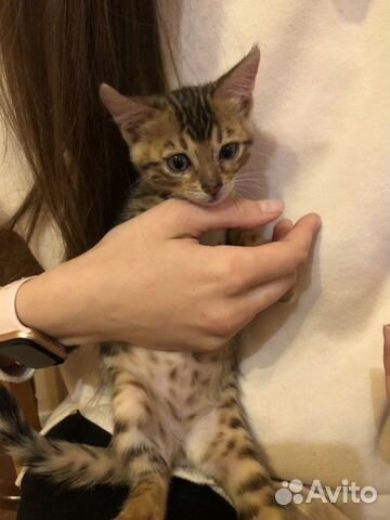 Кошка бенгальская