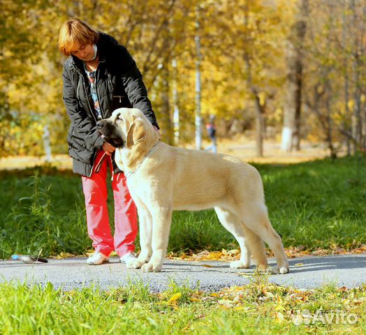 Щенок испанского мастифа (сука )