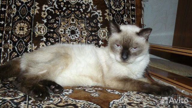 Котик Рокки, кастрирован