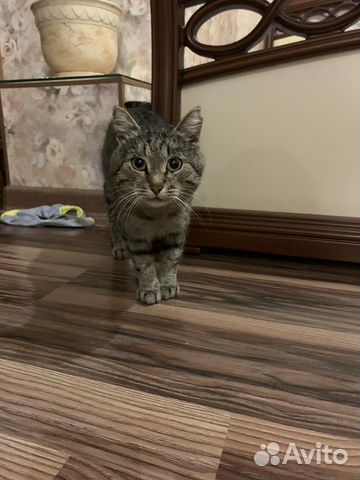 Серый полосатый котик