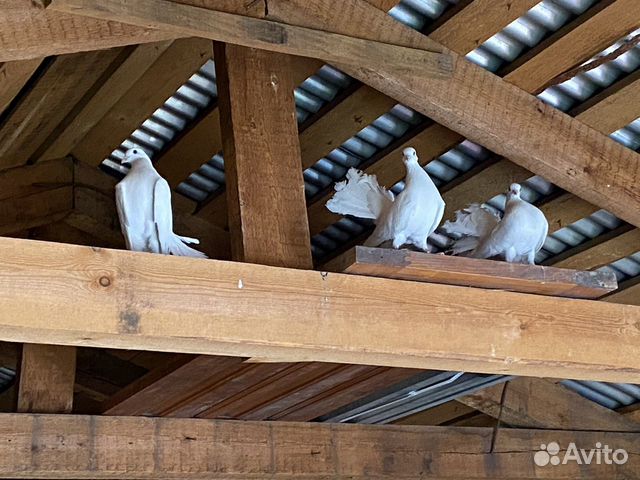 Голуби-павлины в добрые руки