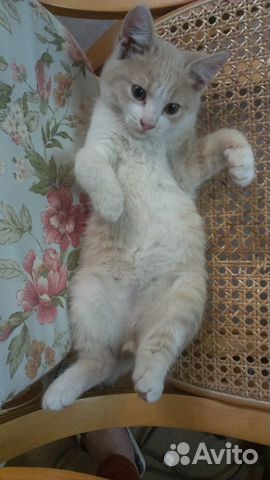 Отдаем чудо-котенка в очень добрые руки