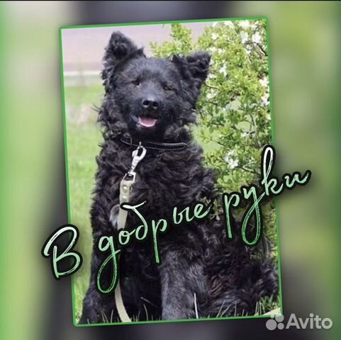 Шерри в поисках дома