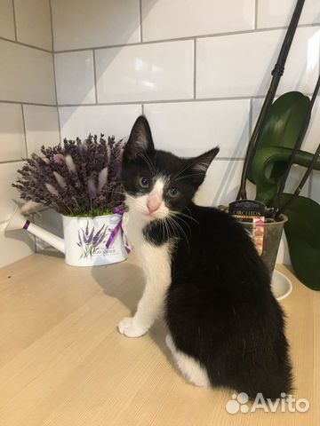 Котенок
