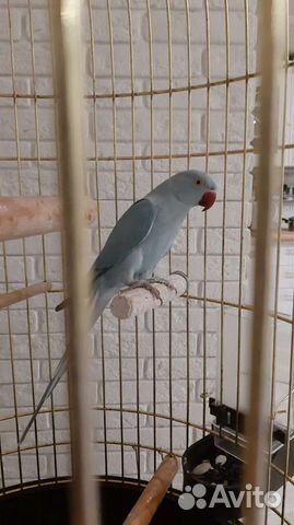 Попугай ожереловый