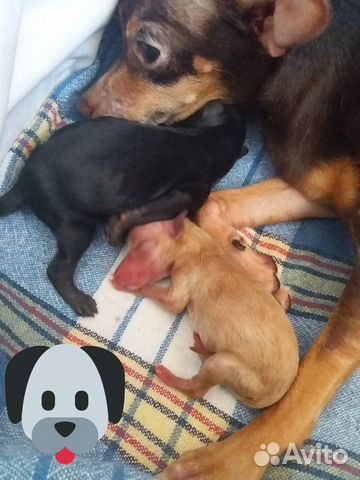 Продаются щенки Русского той терьера мальчик ч-п,1