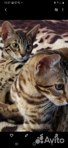 Котята Серенгети