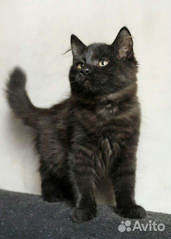 Котенок Арчи 3.5 мес