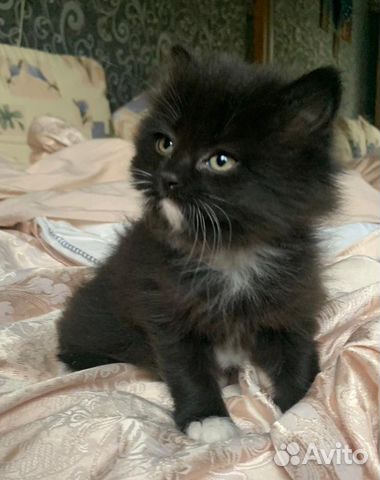 Прекрасные маркизы