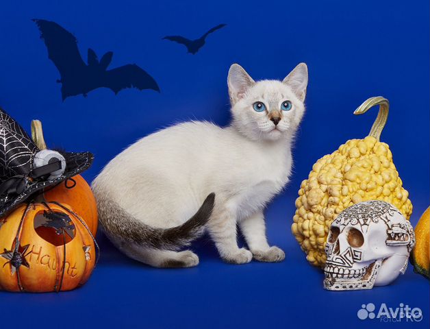 Тайские малыши из питомника "Тайское Сияние"