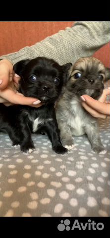 Чихуашечки длинники стандарт