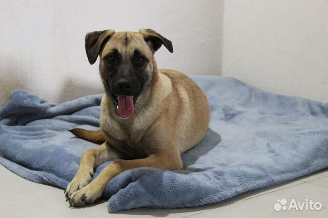 Поночка в добрые руки