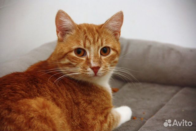 Зайчик солнечный Рыжуль