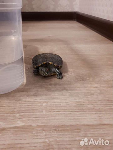 Черепаха
