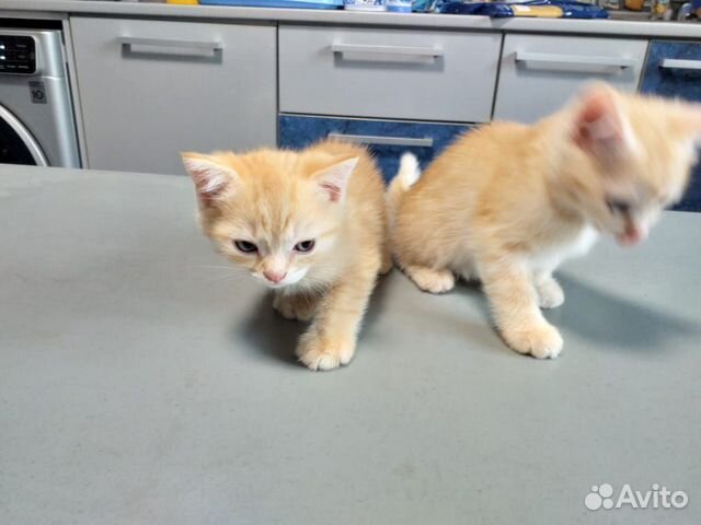 Котята. Шотланцы