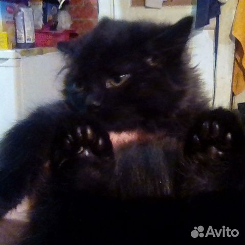 Сибирячки- пуховички,1.5 мес