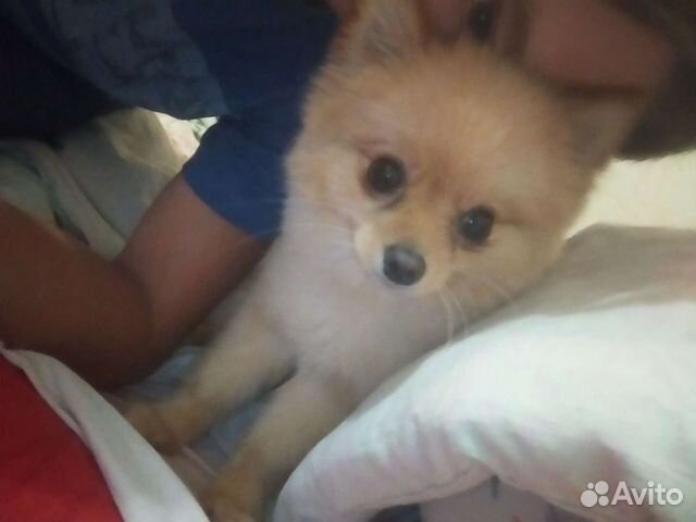 Шпиц померанский