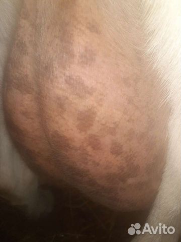 Заано-альпийская дойная козочка