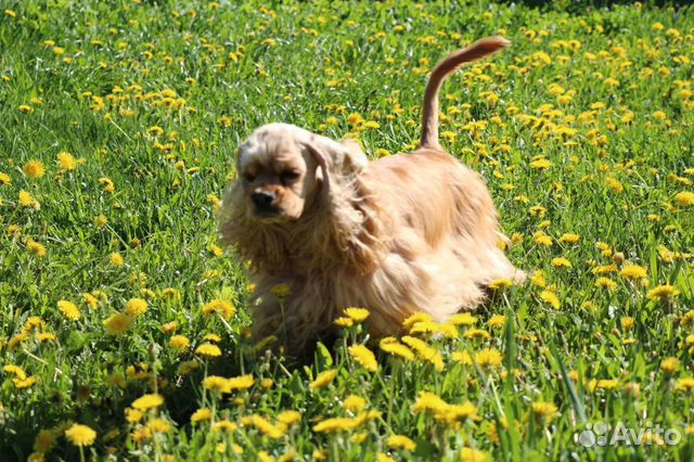 Кокер спаниель