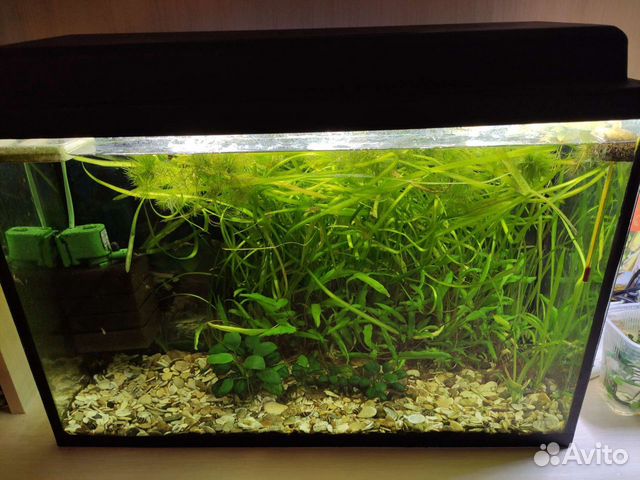 Аквариум