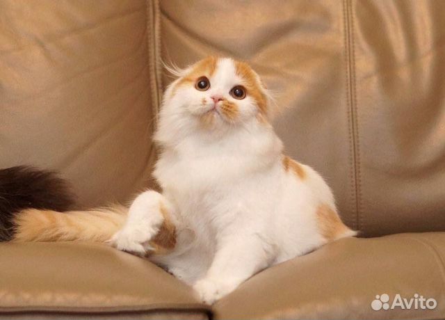 Шикарный Хайленд Фолд