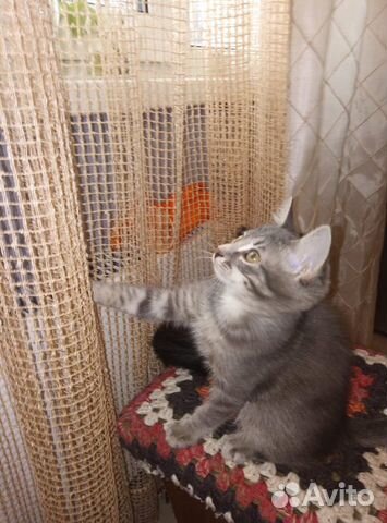 Отдадим котят,умных и красивых