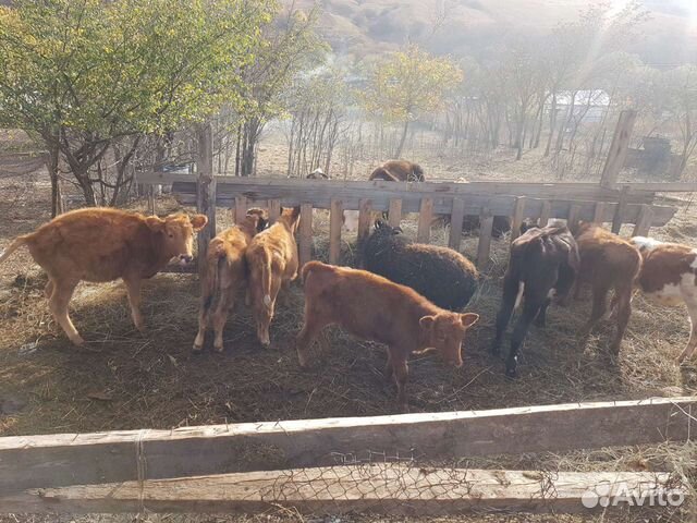 Бычки Тёлки 6 месяцев