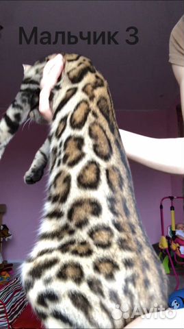 Мальчики и девочки розетка на золоте