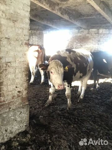 Телки, коровы на племя, на мясо