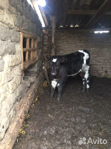 Бычок,Телочка