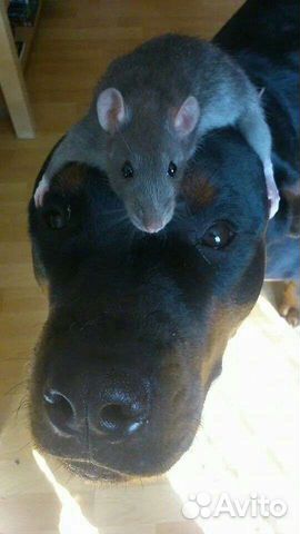 Продам крысу 4 месяца с клеткой