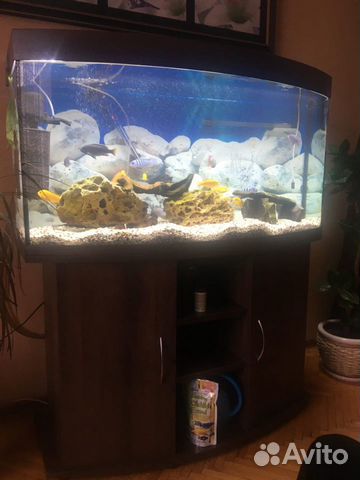 Аквариум с рыбками