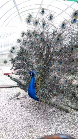 Павлины продажа
