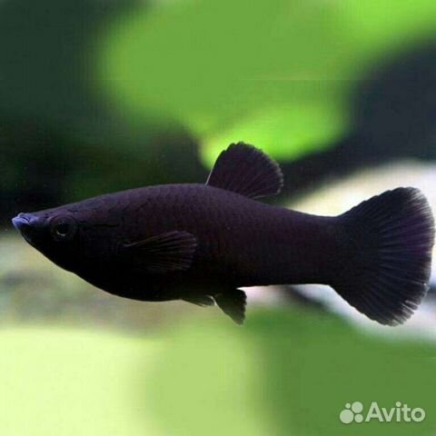 Рыбка Моллинезия (чёрная)