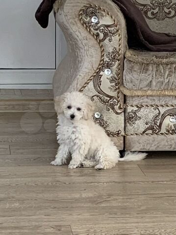 Той пудель девочка