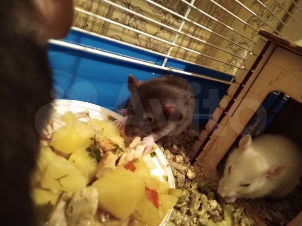 Декоративная крыса