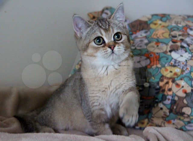 Полина - черная тикированная кошечка