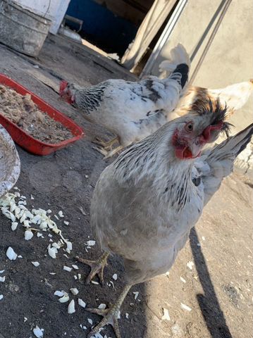 Куры несушки 8 месяцев
