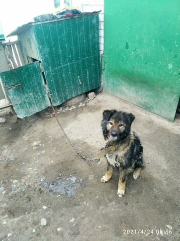 Собака-охранник