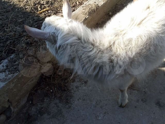 Козлята 5 месяцев, мальчики