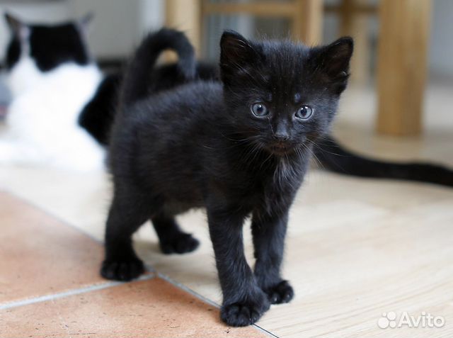 Котенок-мальчик Уголек