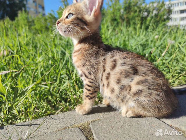 Бенгальские котята, 2 девочки и 1мальчик
