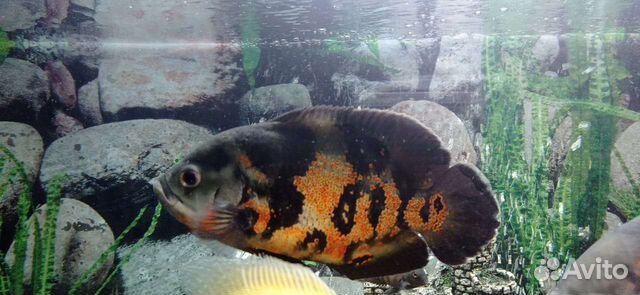 Астронотус