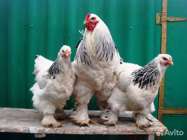 Продаётся молодая семья кур "брама"
