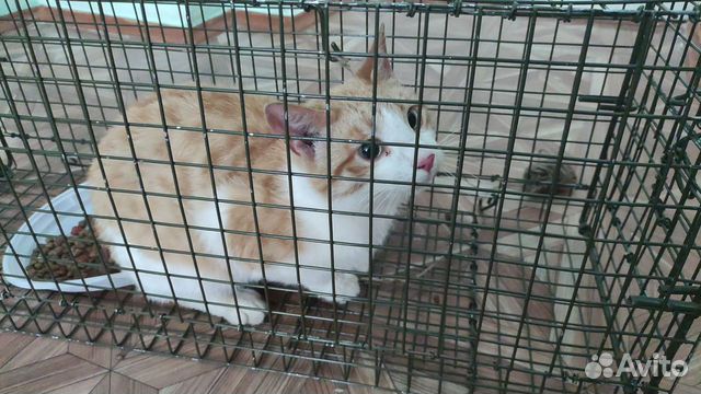 Котик Оскар ищет дом
