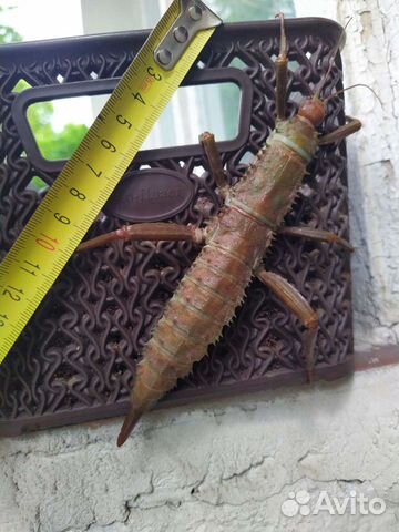 Палочник новогвинейский