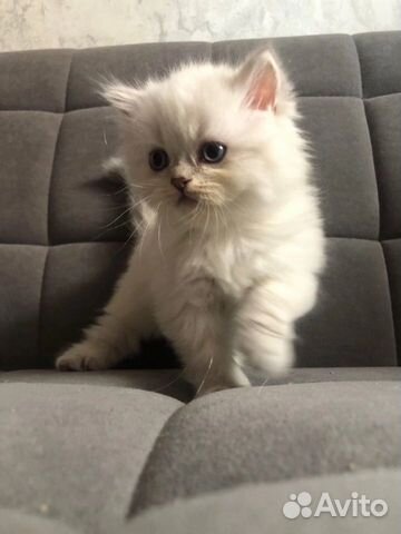 Чистокровные шотландцы