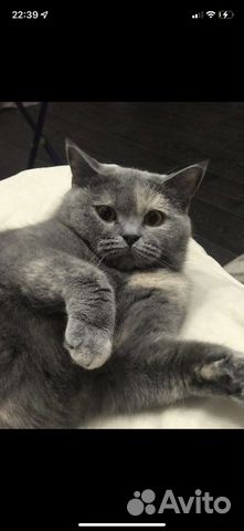 Отдам бесплатно шотландскую кошку