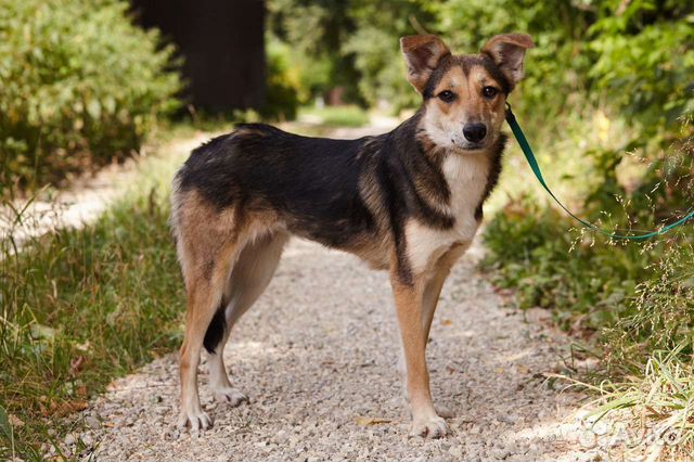 Собака в дар