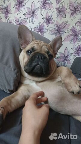 Французский бульдог щенки РКФ